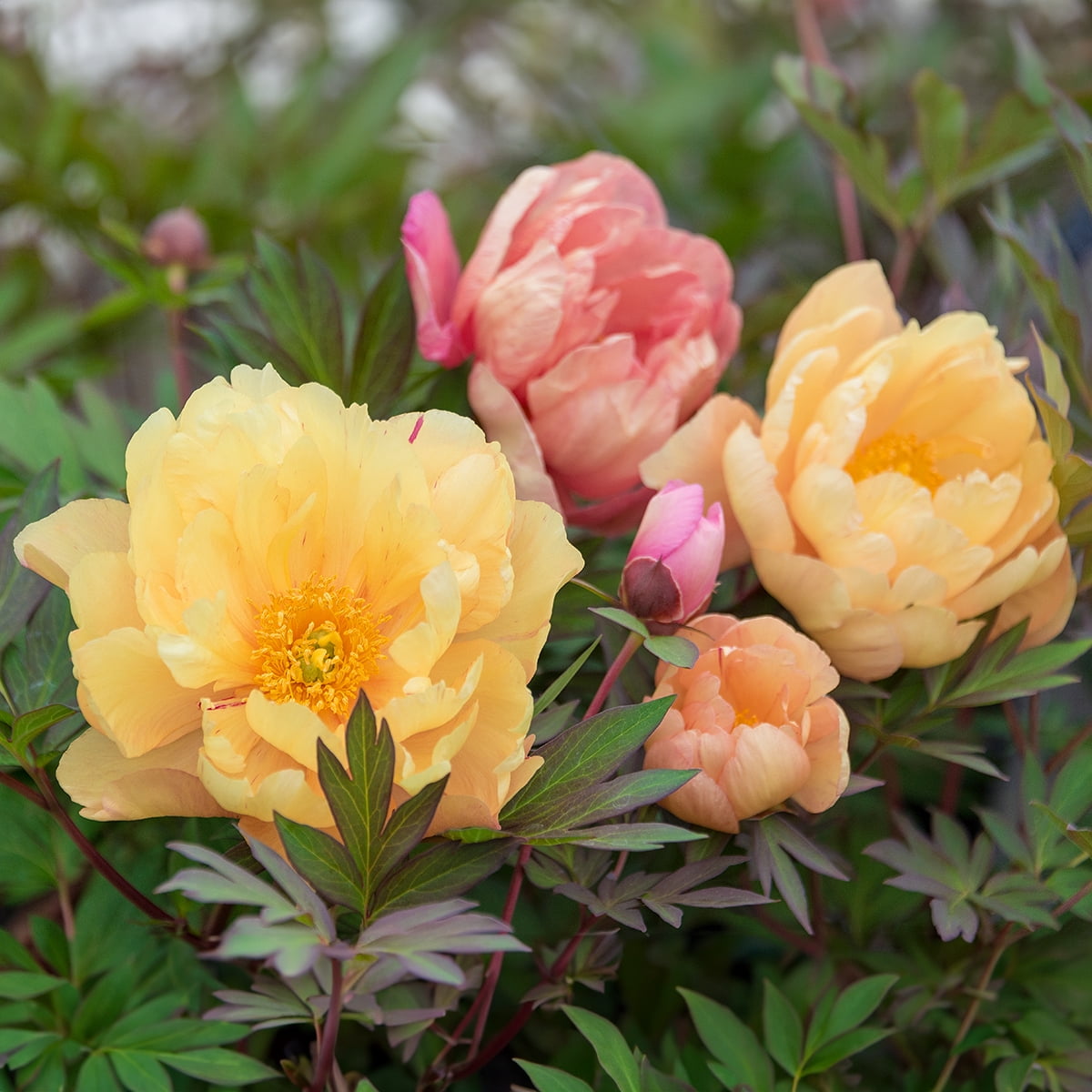 Direct Gardening Singing in the Rain Itoh Peony Dormant Bare Root Multi ...