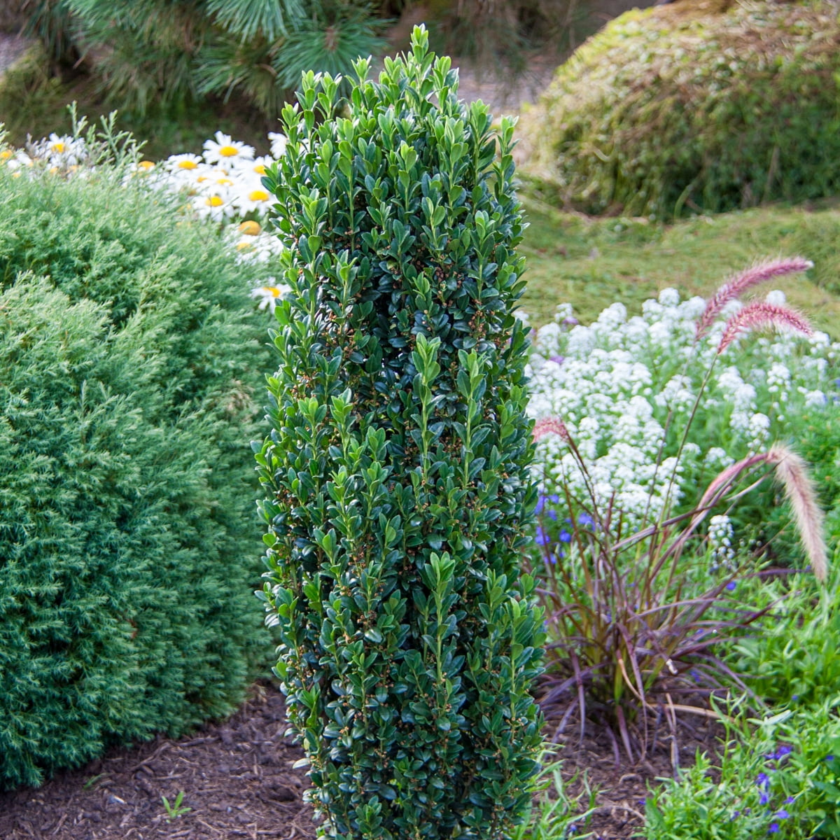 Direct Gardening Sky Pencil Holly Shrub Broadleaf Evergreen Shrub ...
