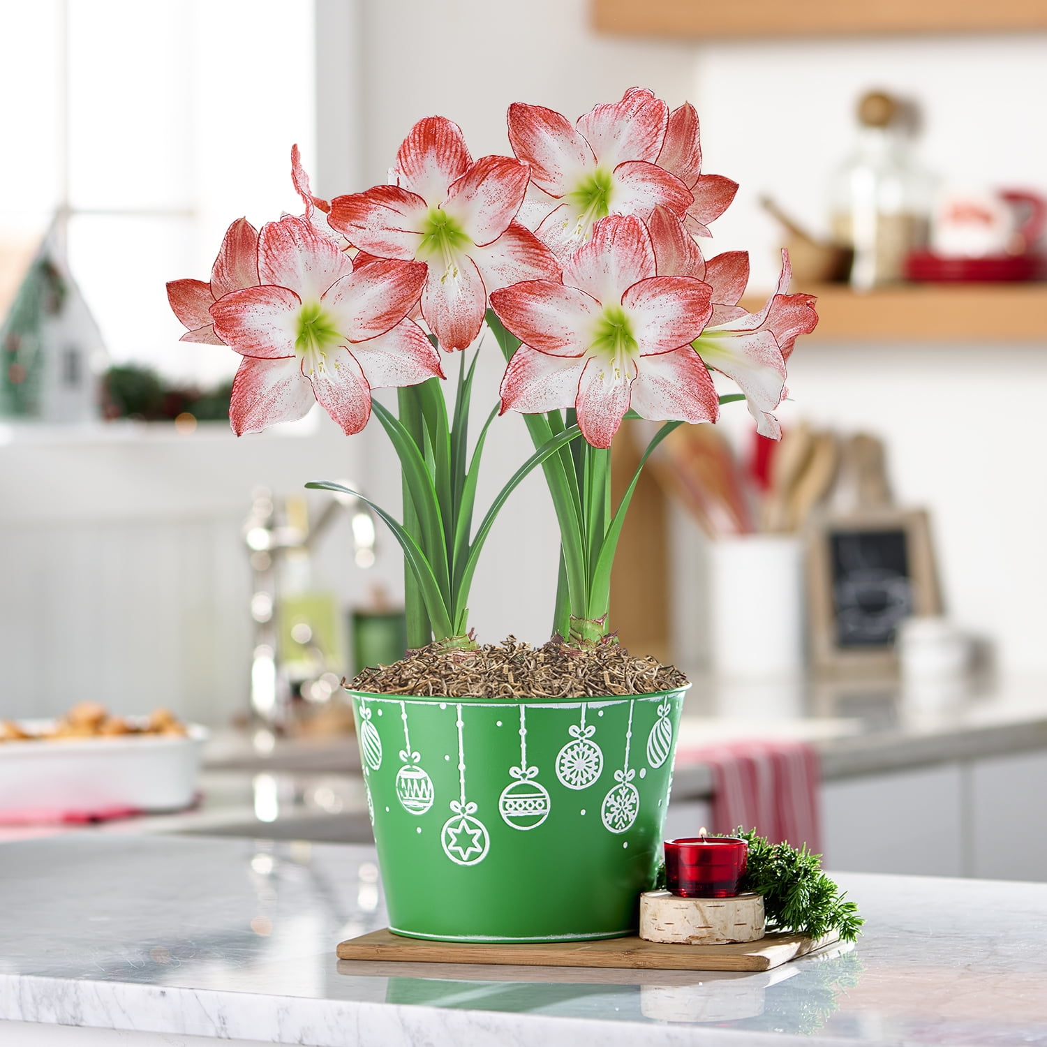Direct Gardening - Spotlight White with Pink Flowering Amaryllis 2 Bulb ...