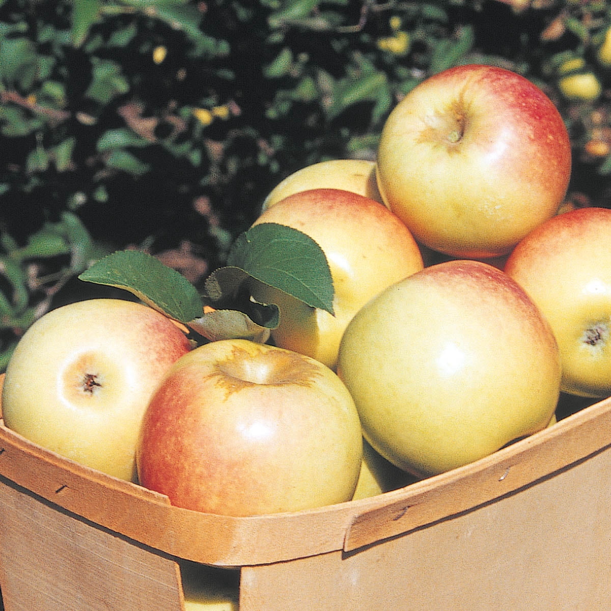 Direct Gardening Sundance Standard Apple Potted Fruit Tree - Walmart.com