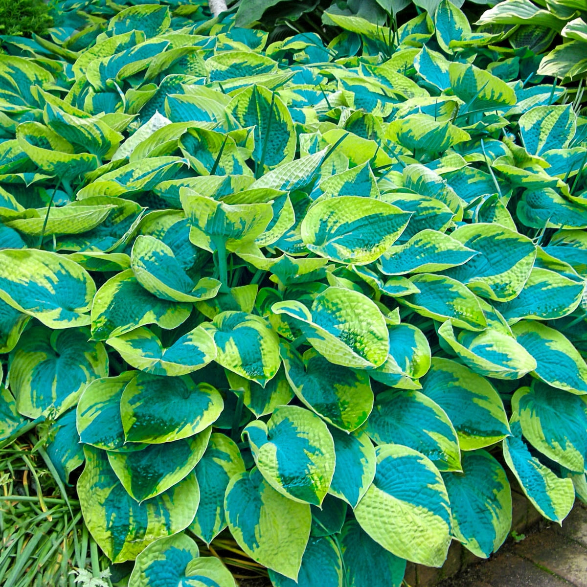 Direct Gardening Tokudama Flavocircinalis Hosta Shade Perennial Dormant ...