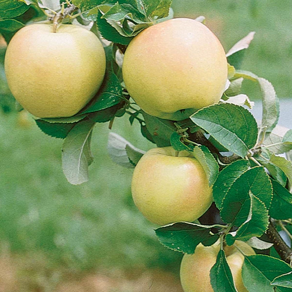Direct Gardening Transparent Yellow Standard Apple Potted Fruit Tree ...
