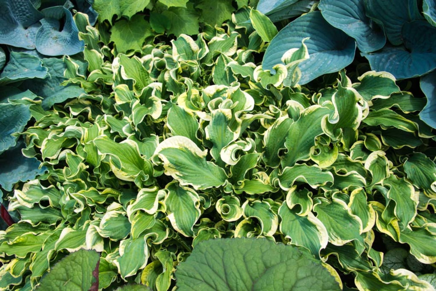Direct Gardening Wheee! Hosta Shade Perennial Starter Plant, 1 per ...