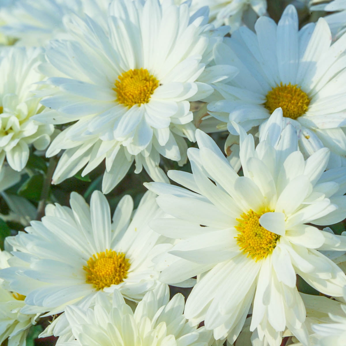 Direct Gardening White Daisy Mammoth Mum Dormant Bare Root Perennial ...