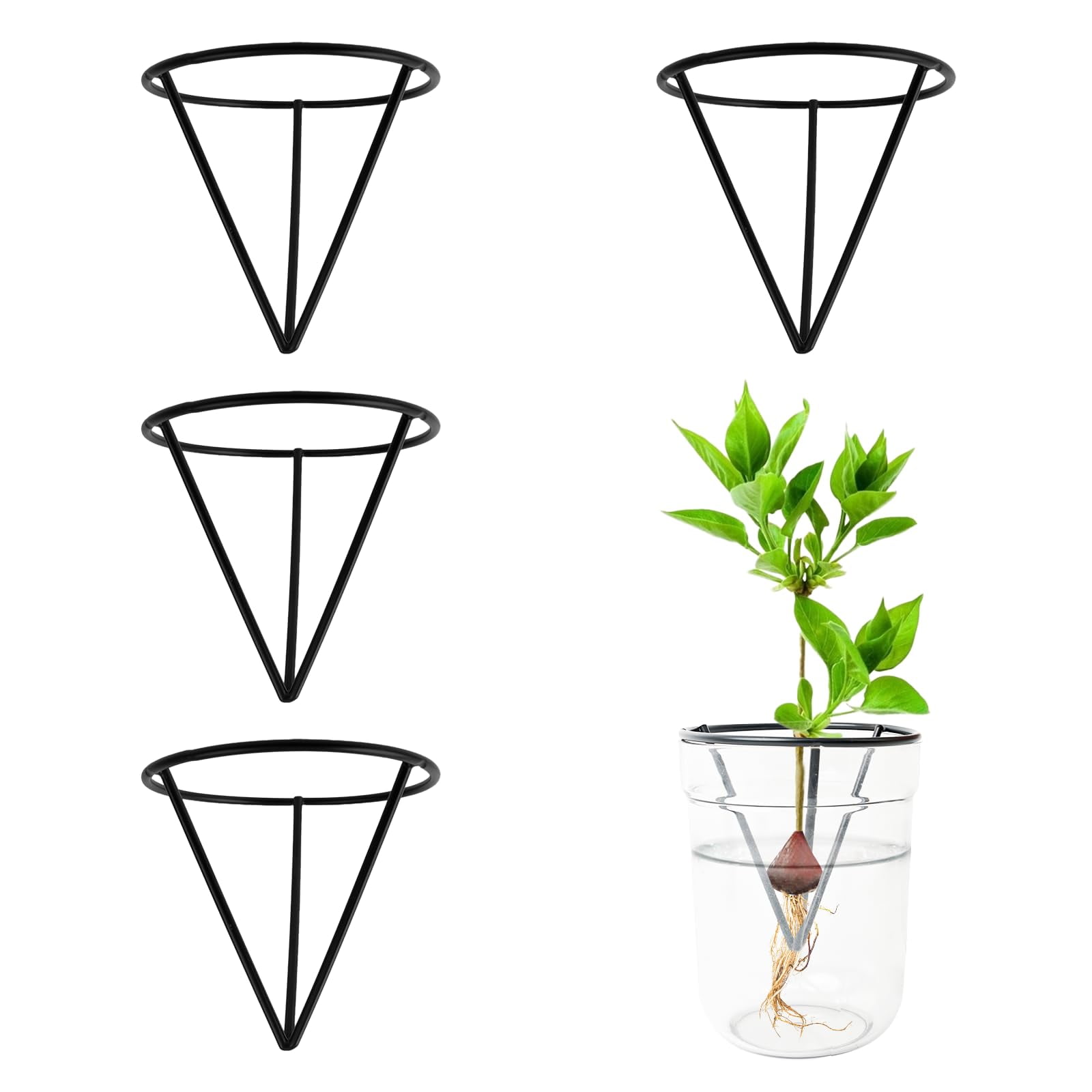 CHUXAY GARDEN 10 FEV6 Seeds Cornus Canadensis,Bunchberry Seed,Creeping ...