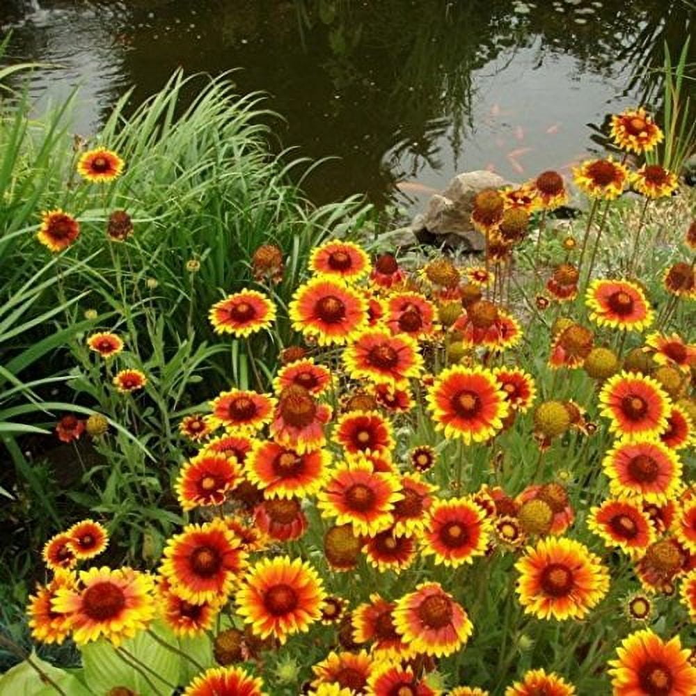 Dirt Goddess Super Seeds ~ Annual ZLK1 Gaillardia Seeds, Indian Blanket Flower -Gaillardia ...