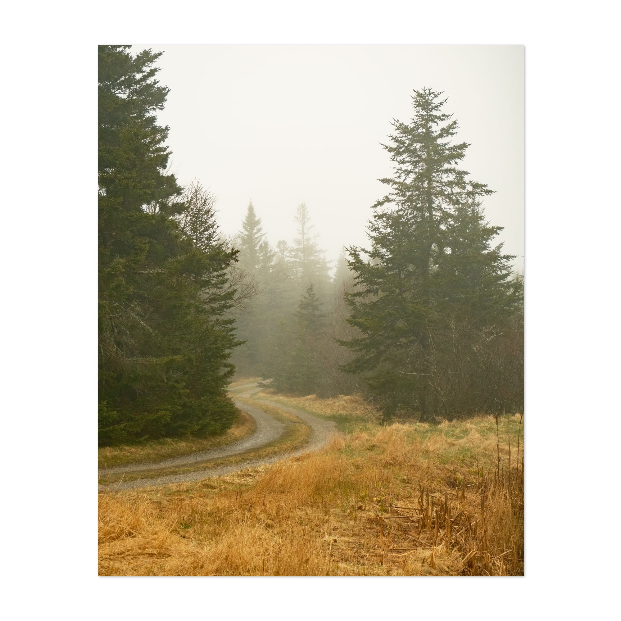 Dirt Road, Beals Island - Beals Maine Photography Forest Nature ...