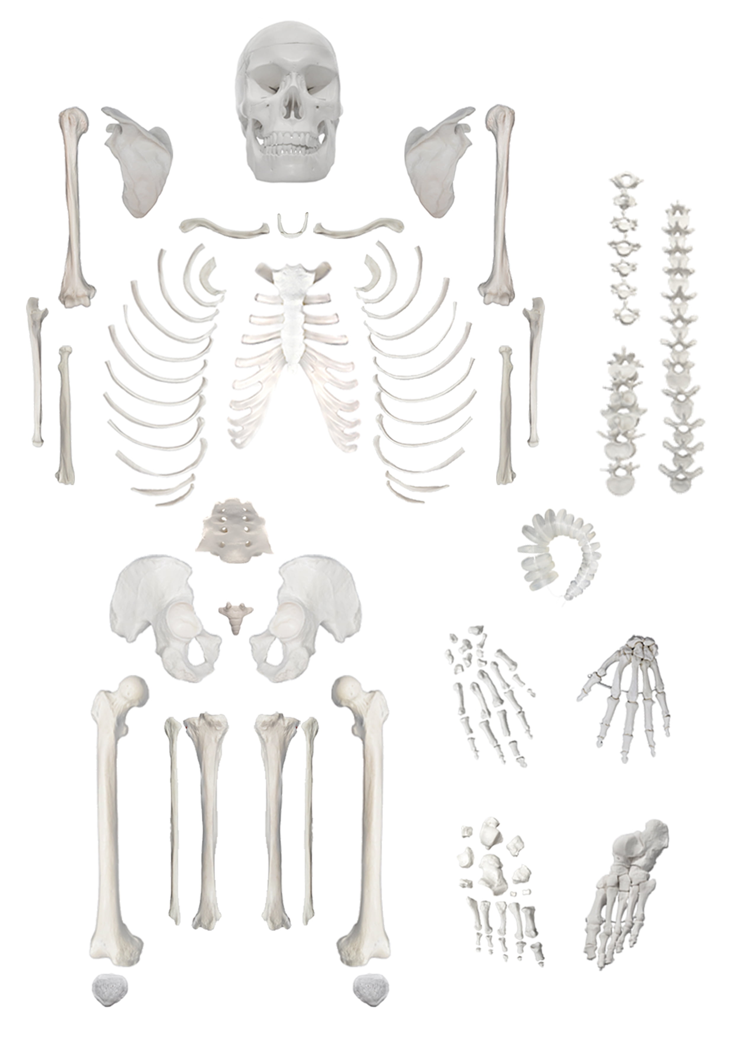 Life Size Human Skeletons
