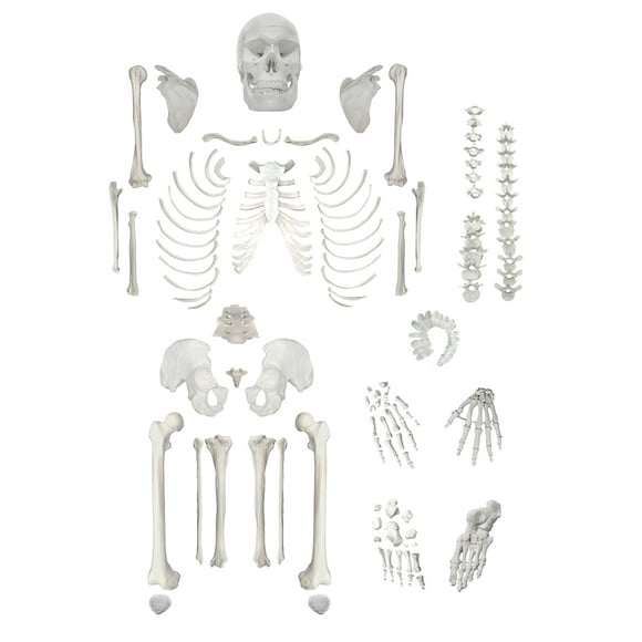 Life Size Human Skeletons