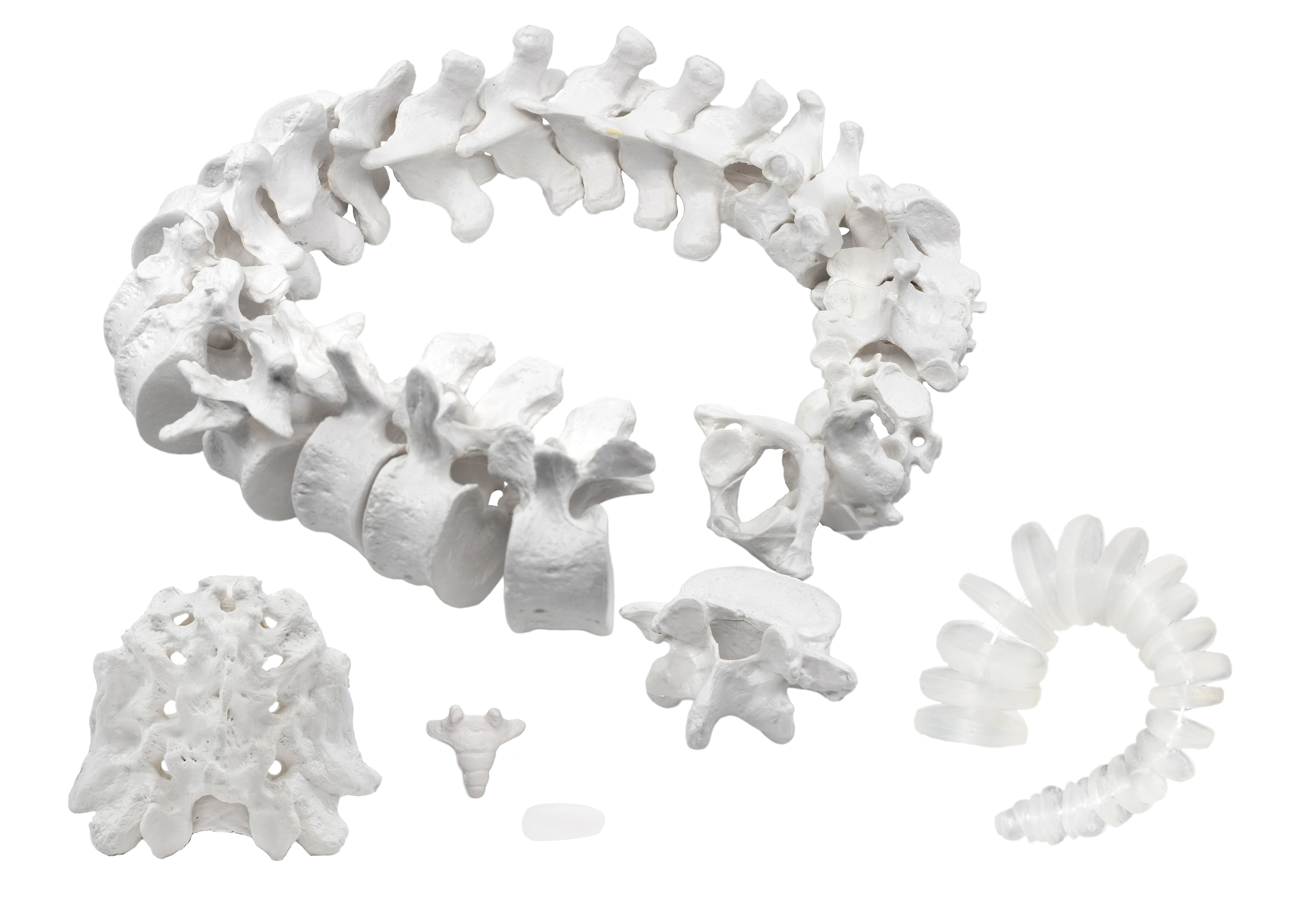 Disarticulated Human Spine Model, 50 Parts - Individual Axial Skeleton ...