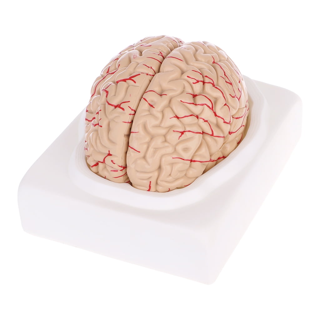 Disassembled Anatomical Human Brain Model Anatomy Medical Teaching Tool ...