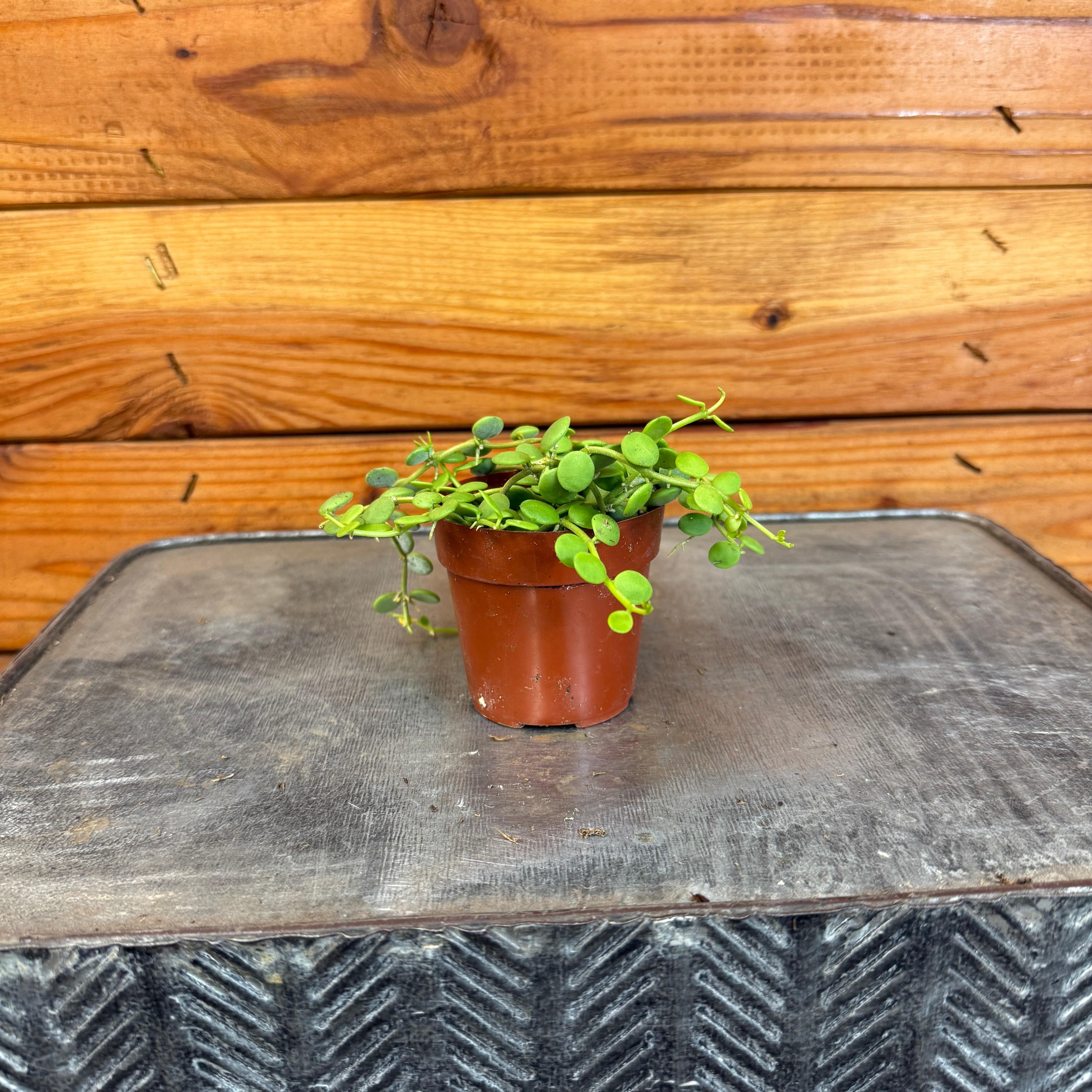 Dischidia Nummularia String of Nickels, 2" Plant, The Plant Farm ...