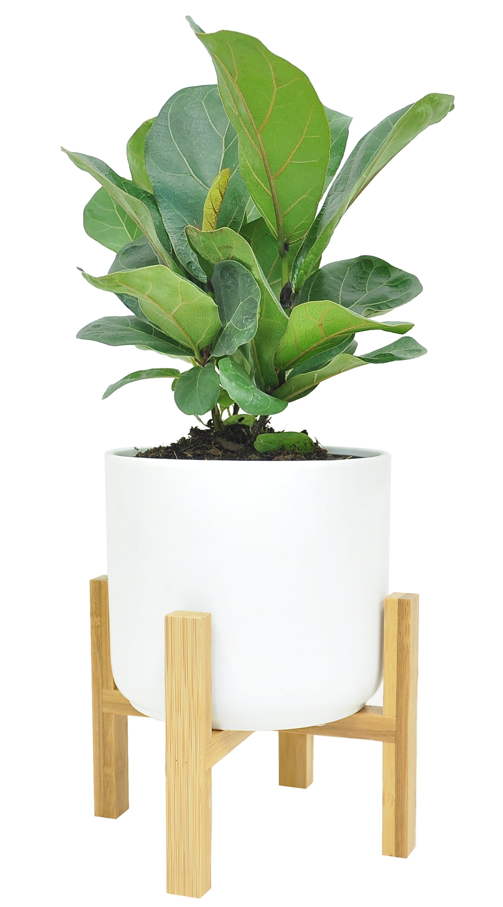 Disco-Little Fiddle Leaf Ficus Lyrata Plant, in 6-inch Décor Pot ...