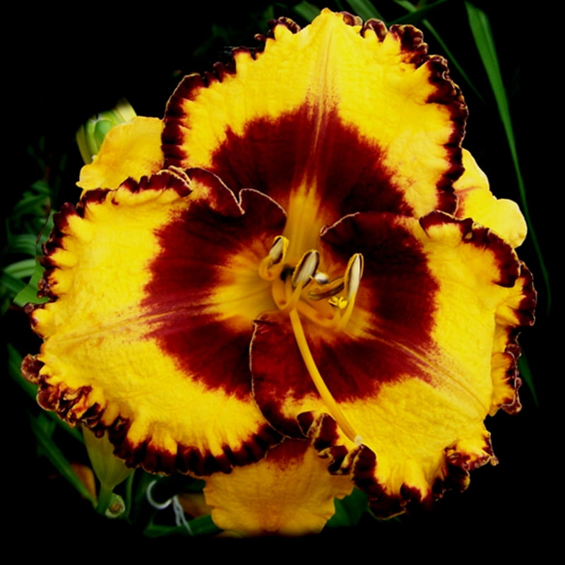 Disco Music Reblooming Daylily Flower Bulb - Naturalizing ...