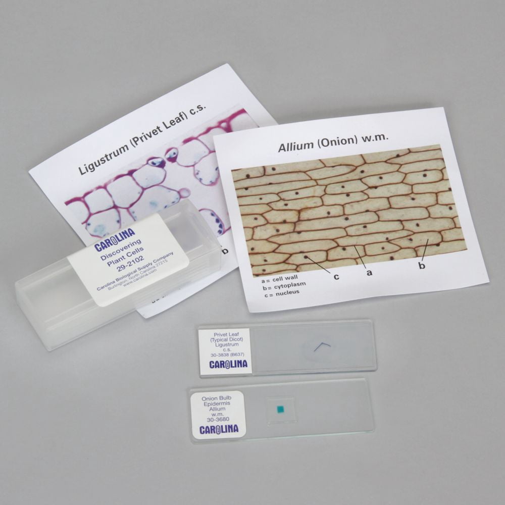 Discovering Plant Cells Self-Study Unit, Microscope Slide Set - Walmart.com