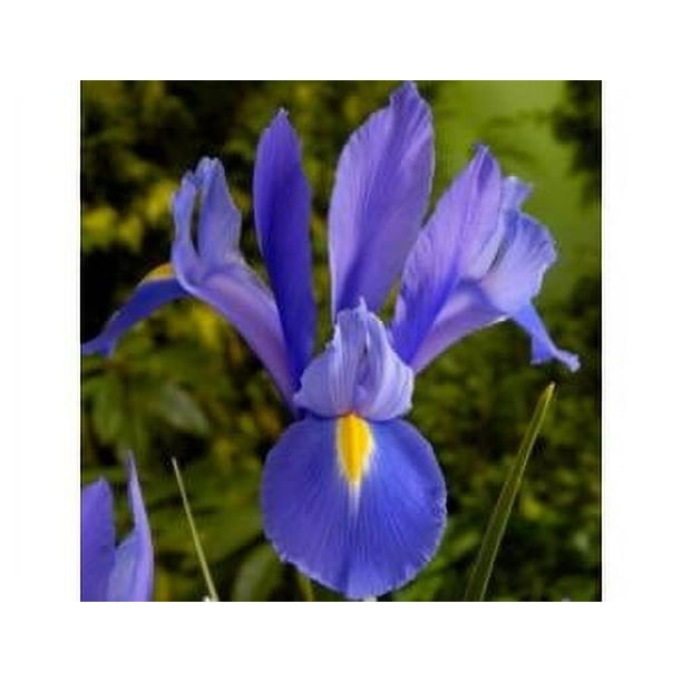 Discovery Dutch Iris - 50 Bulbs - Walmart Business Supplies