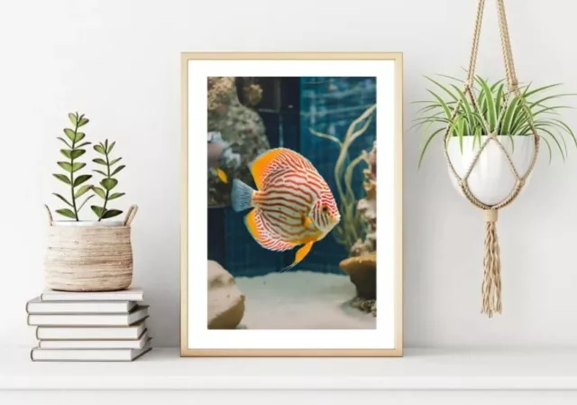 Discus Fish Poster/Print, Tropical Fish Wall Print, Printable Wall Art ...