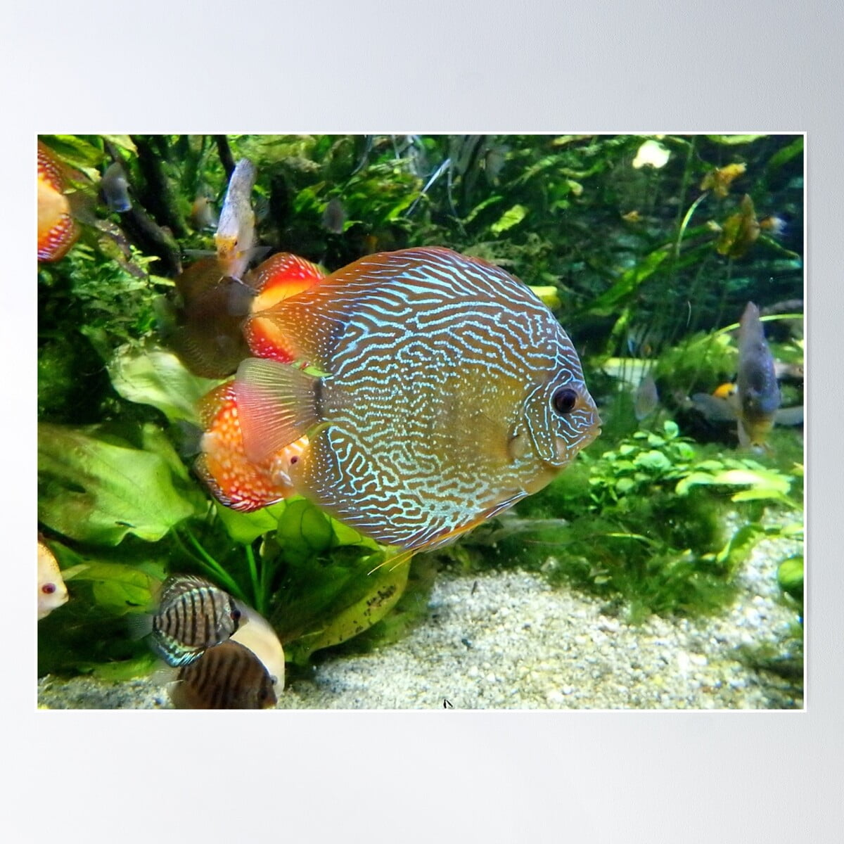 Discus Fish Poster Wall Art, Modern Wall Decor For Living Room Bedroom ...