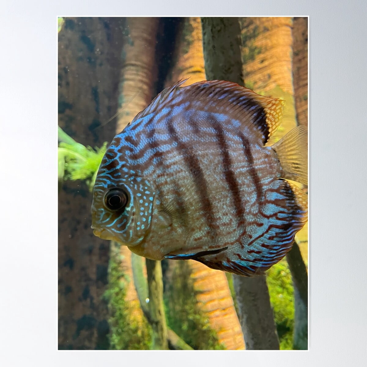 Discus Fish Poster Wall Art, Modern Wall Decor For Living Room Bedroom ...