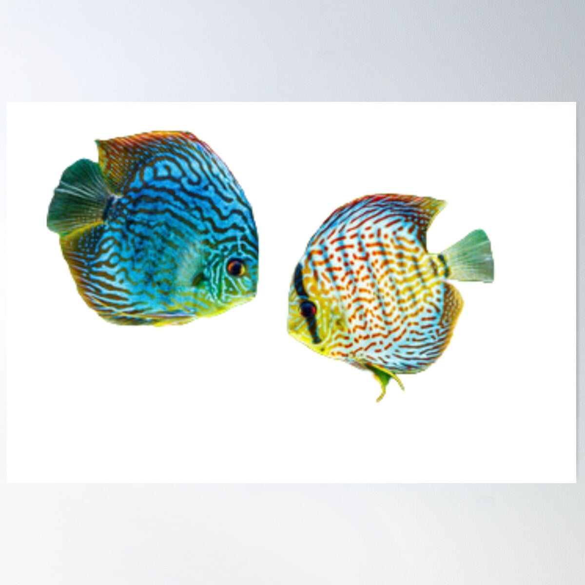 Discus Fish Poster Wall Art, Modern Wall Decor For Living Room Bedroom ...