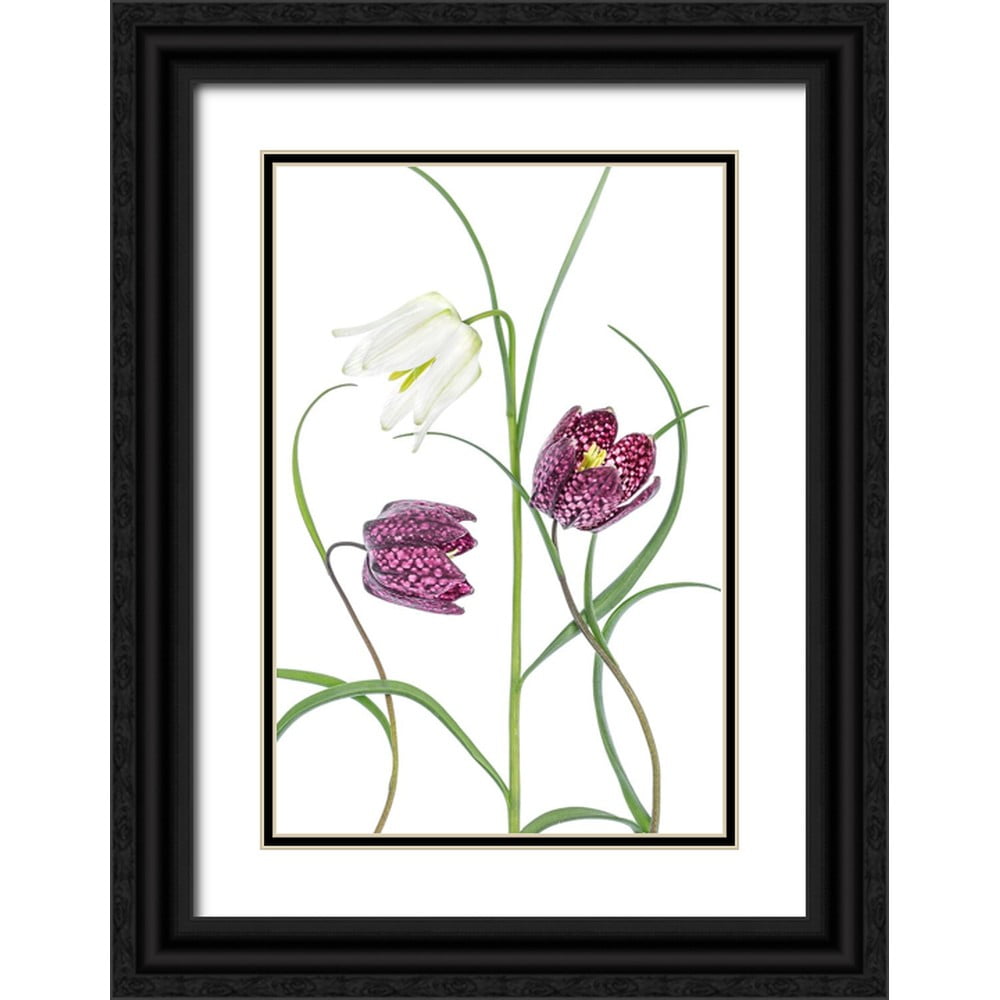 Disher, Mandy 11x14 Black Ornate Wood Framed with Double Matting Museum ...