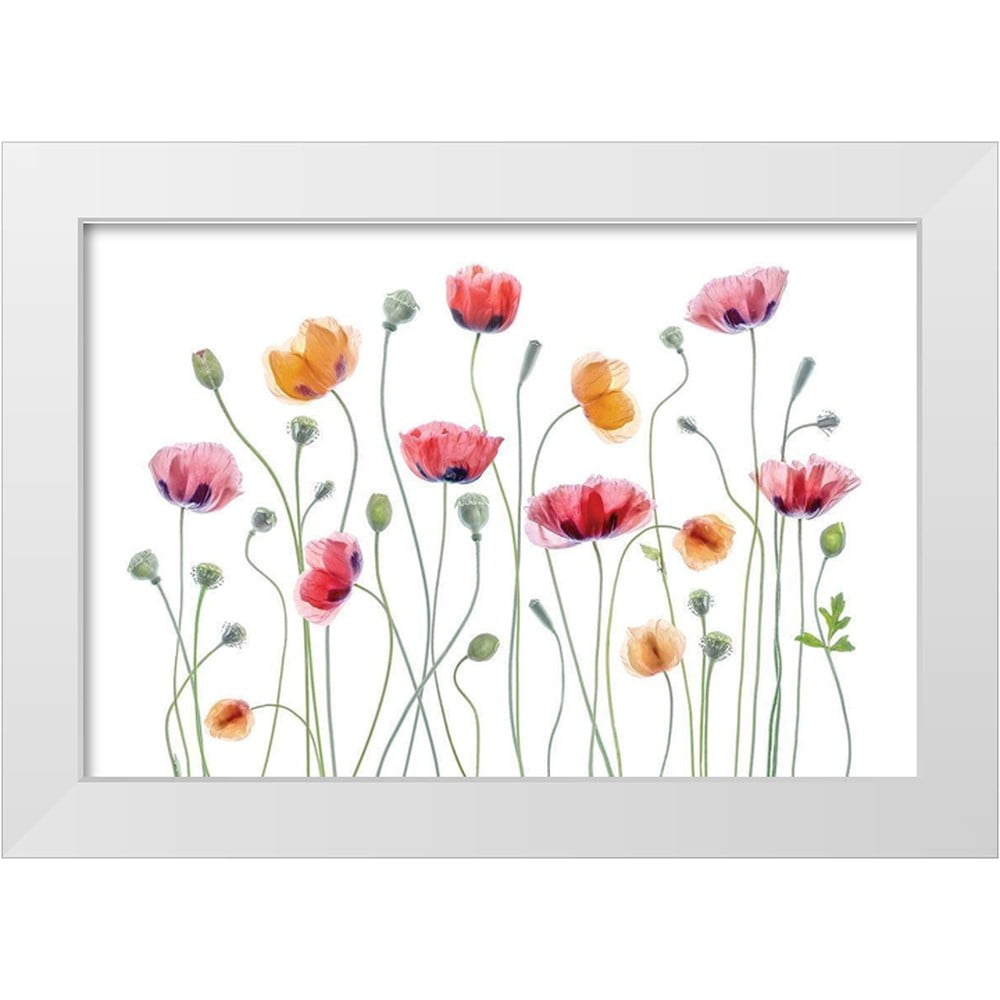 Disher, Mandy 18x13 White Modern Wood Framed Museum Art Print Titled - High Key Poppy - Walmart.com