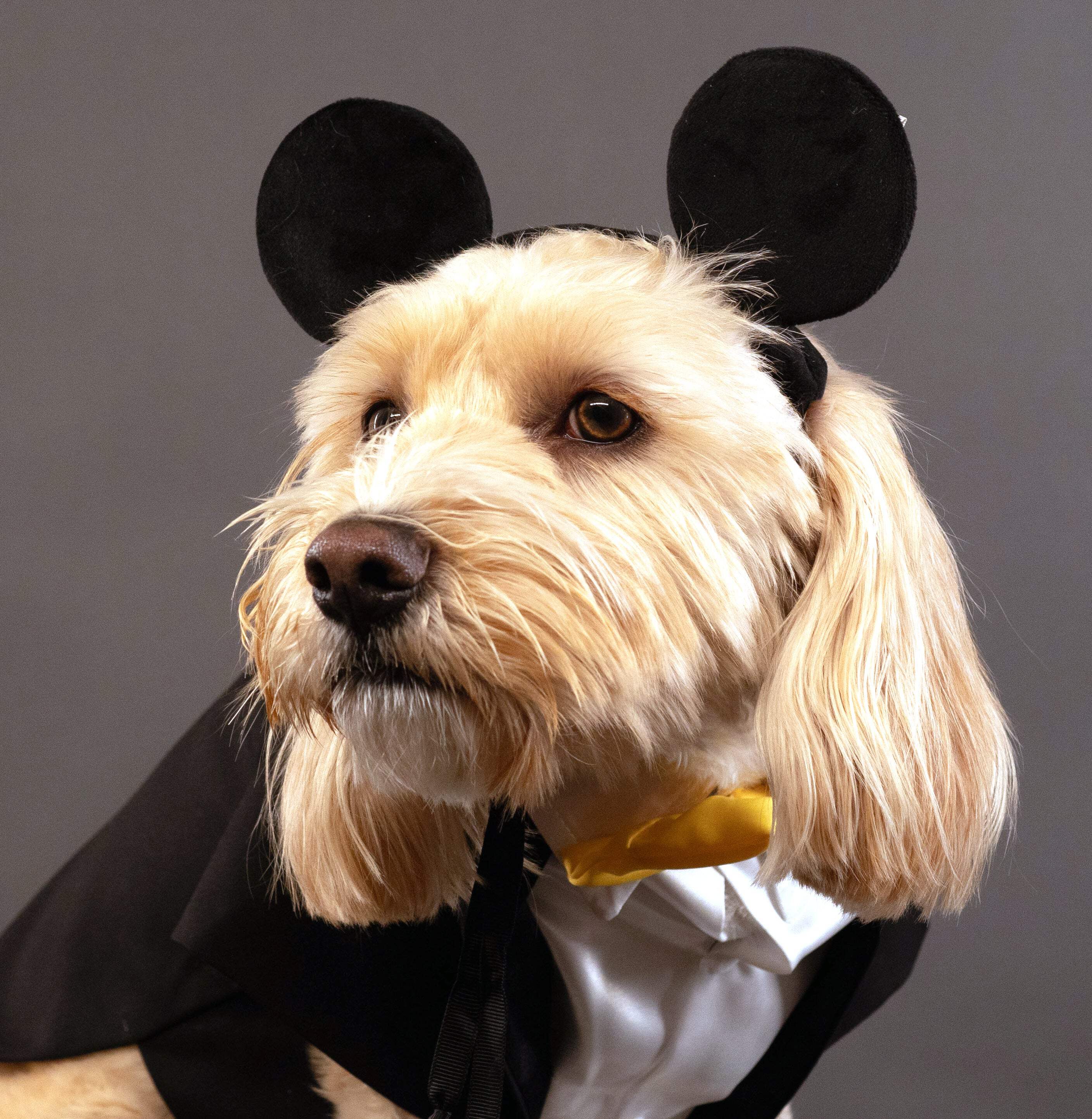 Disney Mickey Mouse Pet Head Accessory - Walmart.com