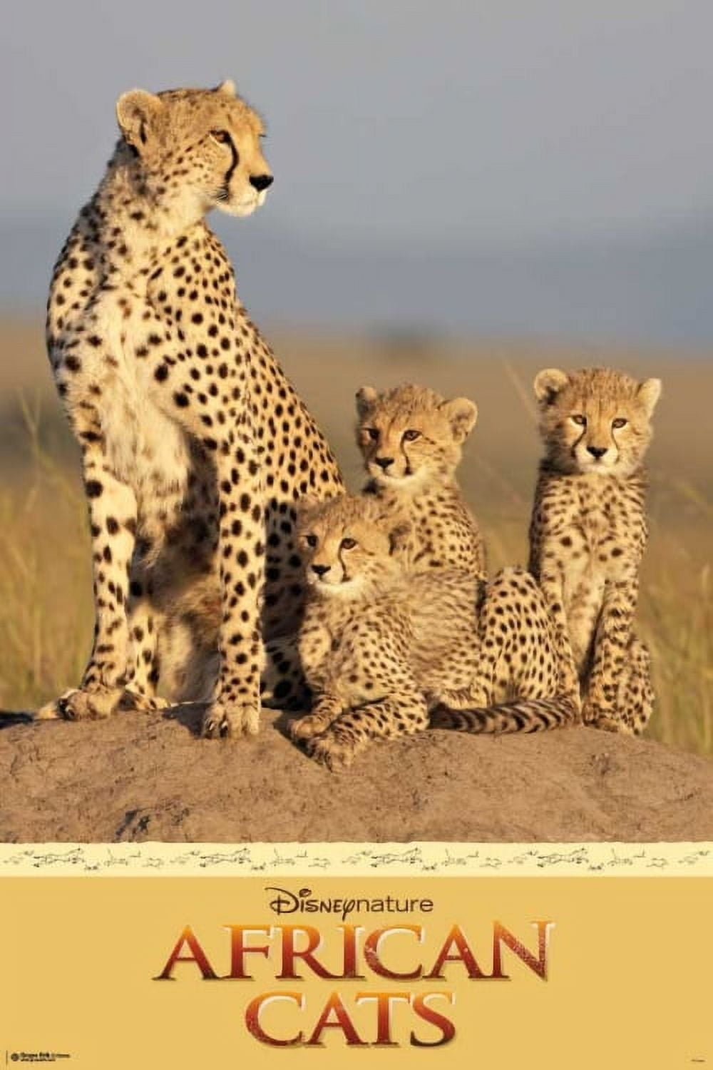 Disney Nature Cheetah Laminated Poster (24 x 36) - Walmart.com
