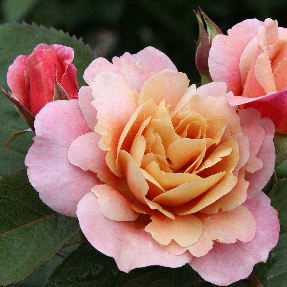Heirloom Roses Distant Drums Hardy Shrub - Double Fragrant Live Flower ...