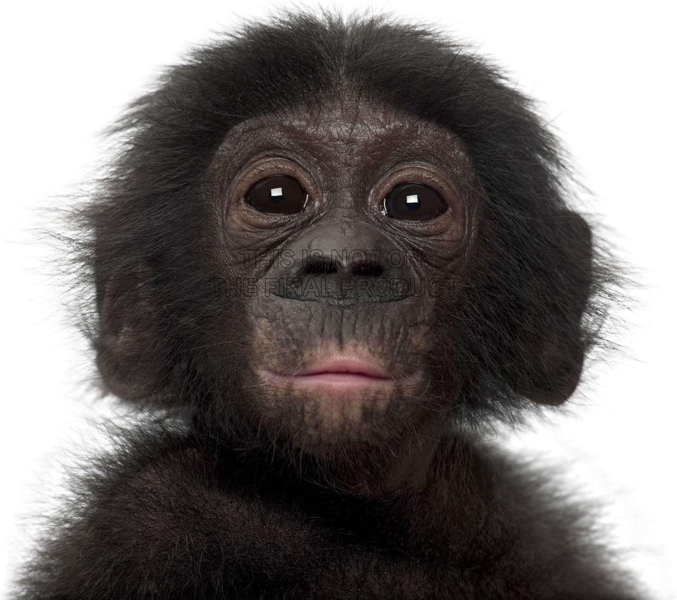 Distiny Animal Bonobo Chimp Chimpanzee Baby Young Art Large Art Print ...