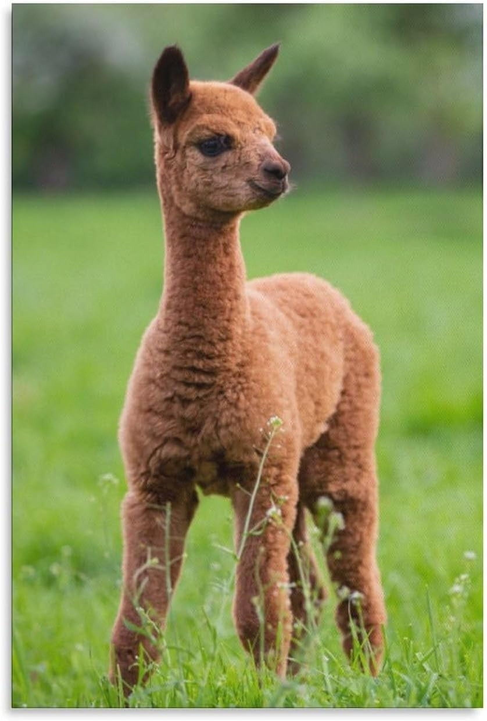 Distiny Brown Alpaca Cute Baby Animal Funny Cute Animal Decor Art ...