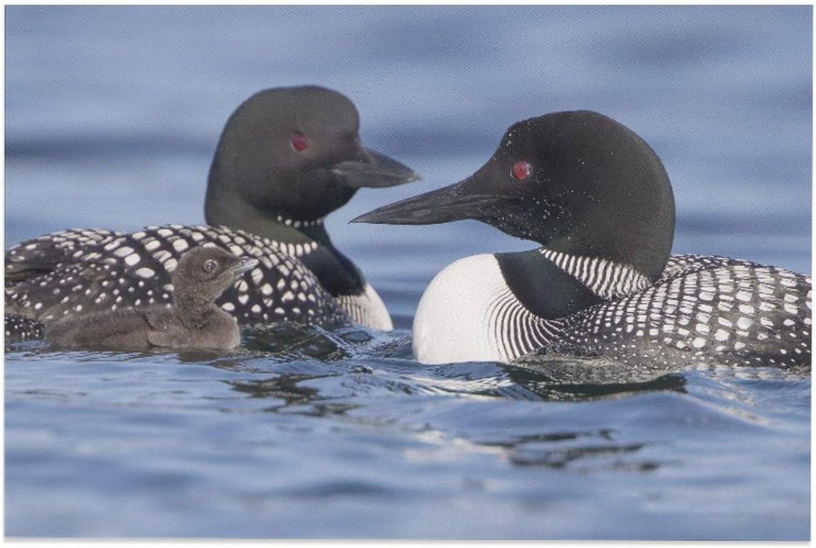 Distiny Common Loon Baby Bird Family Canvas Poster Bedroom Decor Sports ...