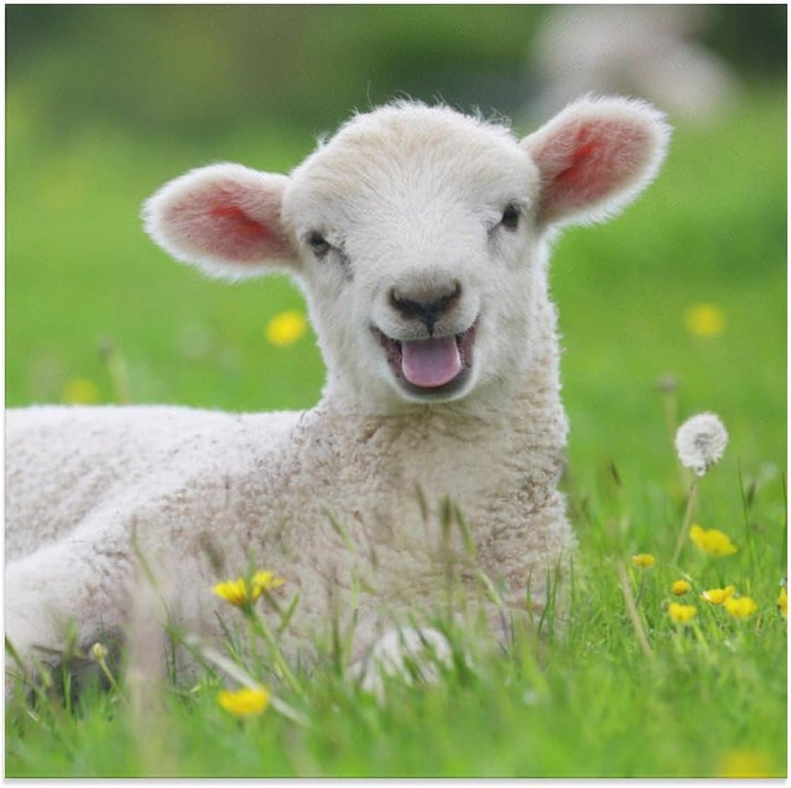 Distiny Cute Baby Lamb Smiling Sheep Farm Animal Room Aesthetics ...