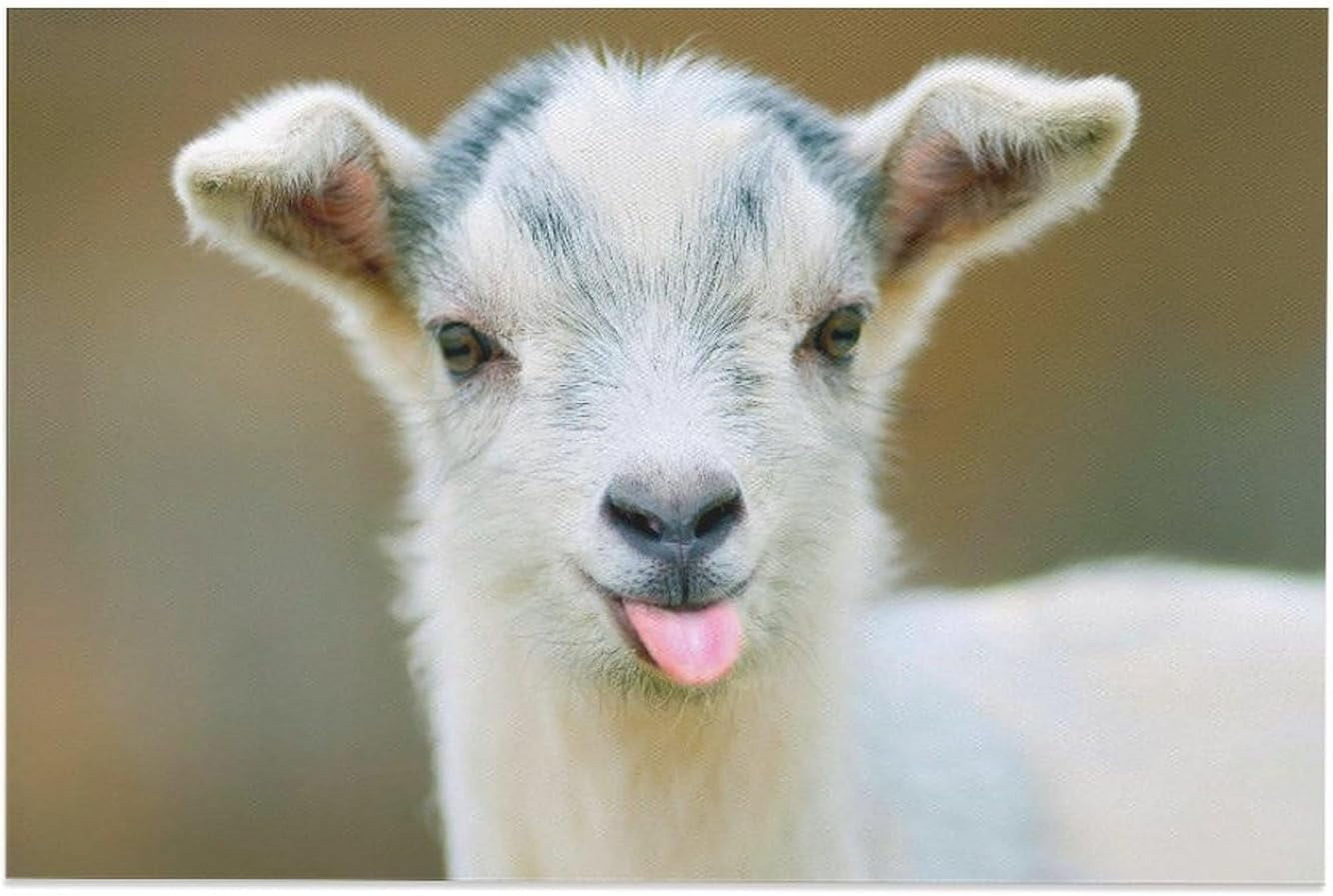 Distiny Cute Goat Baby Lamb Tongue Sticking Out Funny Farm Animal Room ...