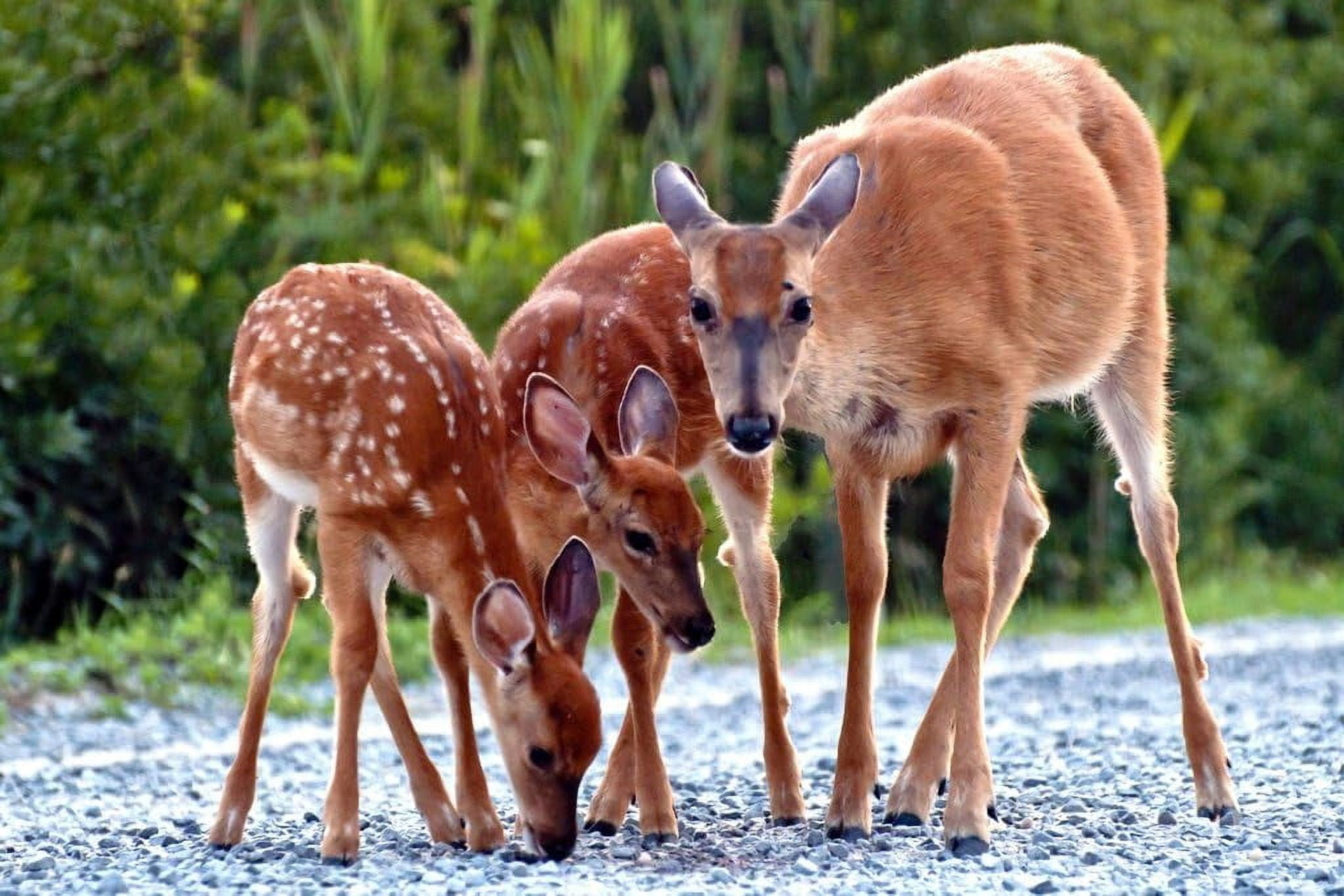 Distiny Deer with Fawn at Fire Island National Seashore Photo ...