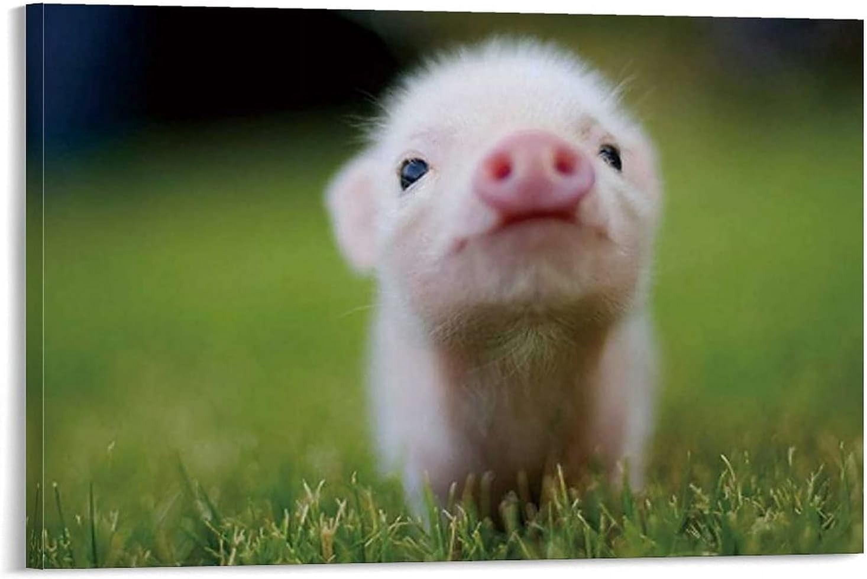 Distiny Playful Animal Poster on Advanced Canvas - A New Born Baby Pig ...