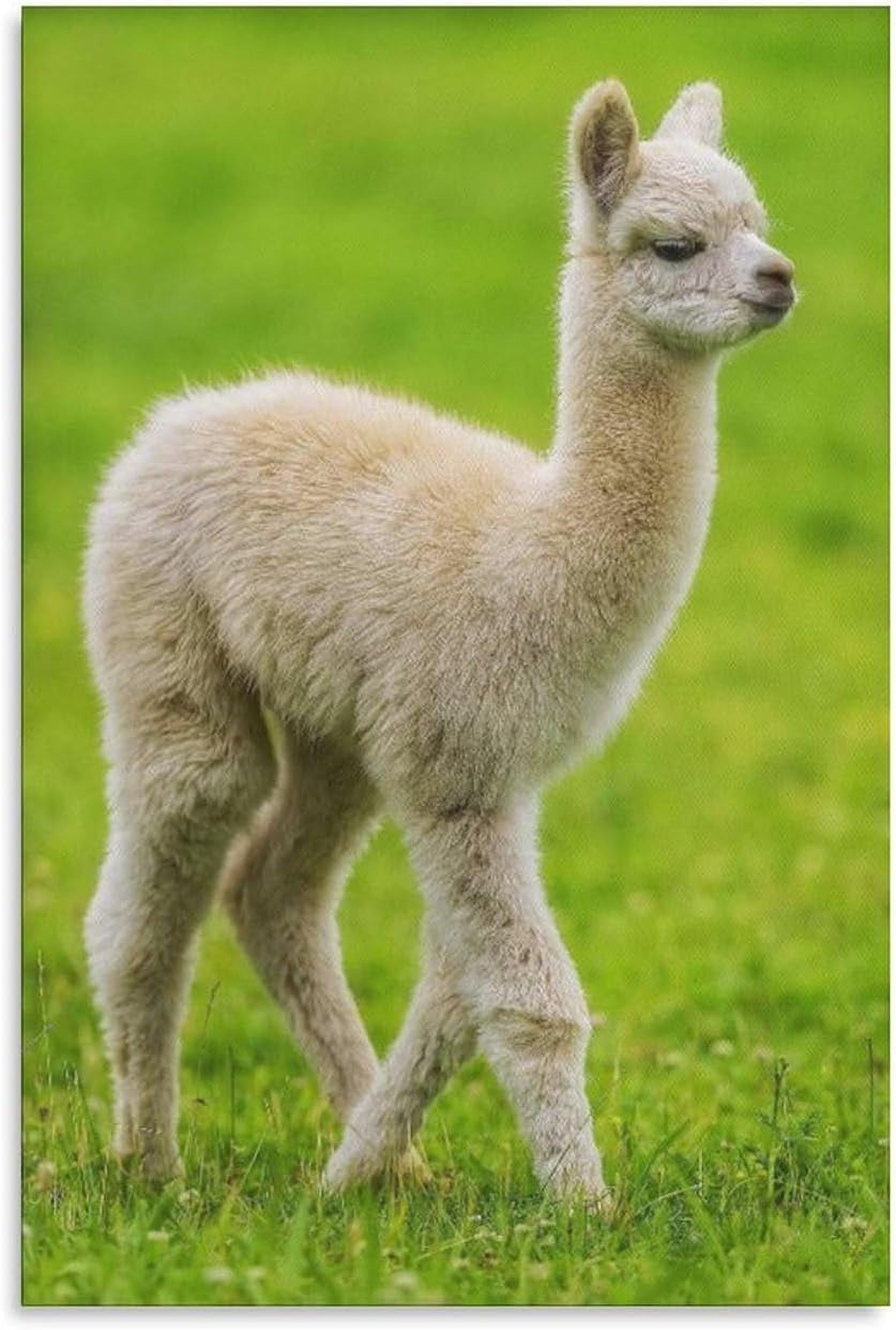 Distiny White Alpaca Cute Baby Animal Funny Llama Cute Animal Decor Art ...