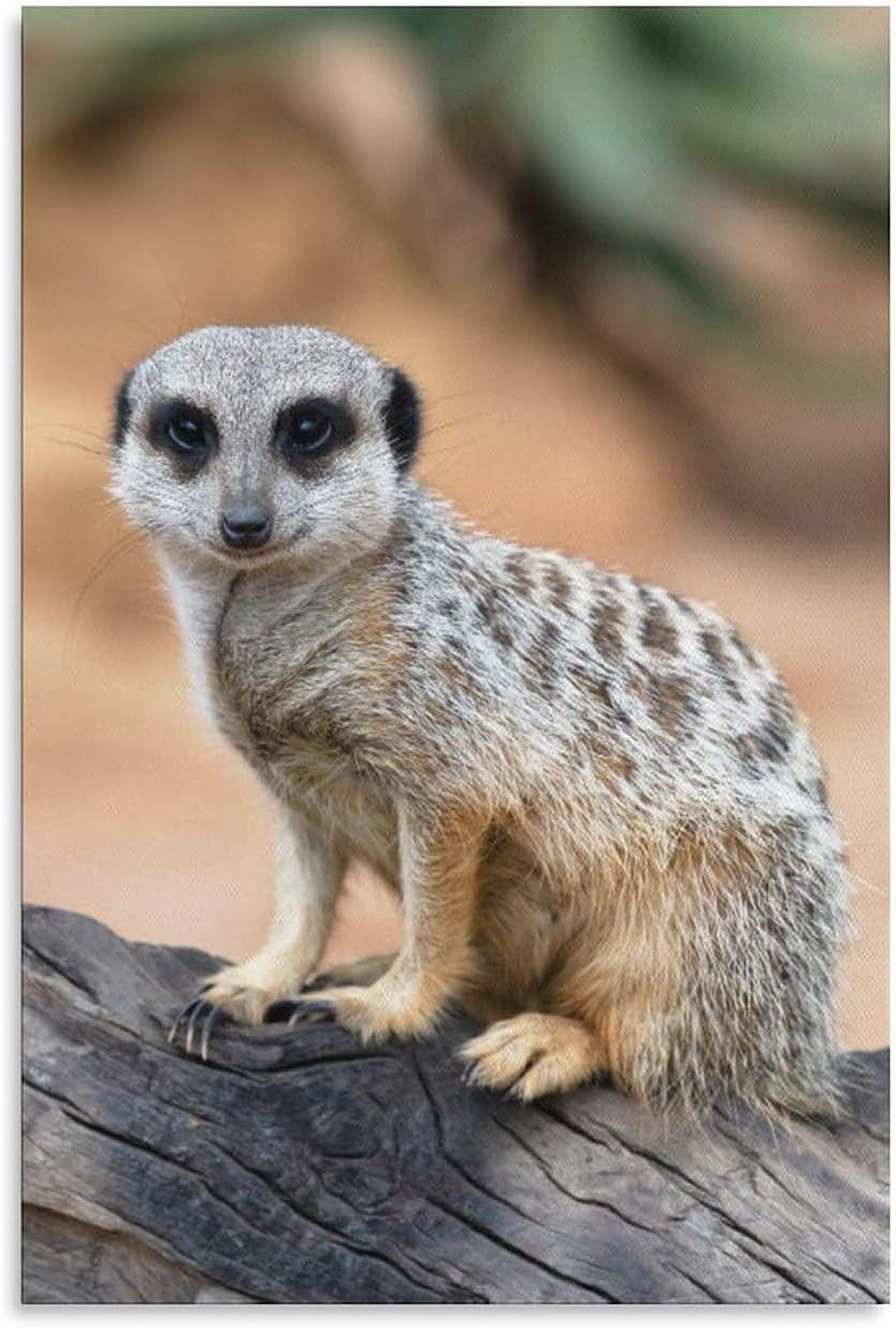 Distiny Wild Animal Cute Wall Art Poster Meerkat Baby On A Log Room ...
