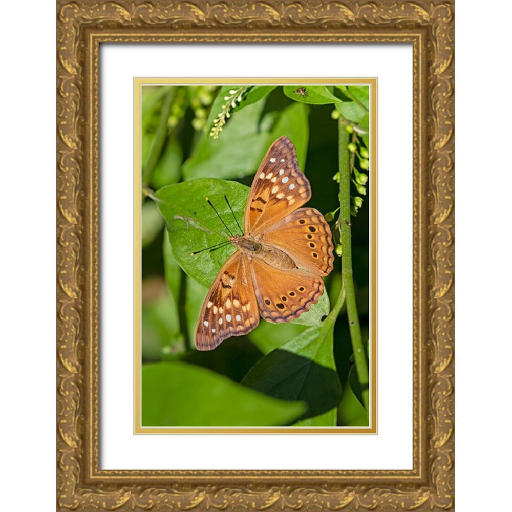 Ditto, Larry 13x18 Gold Ornate Wood Framed with Double Matting Museum ...