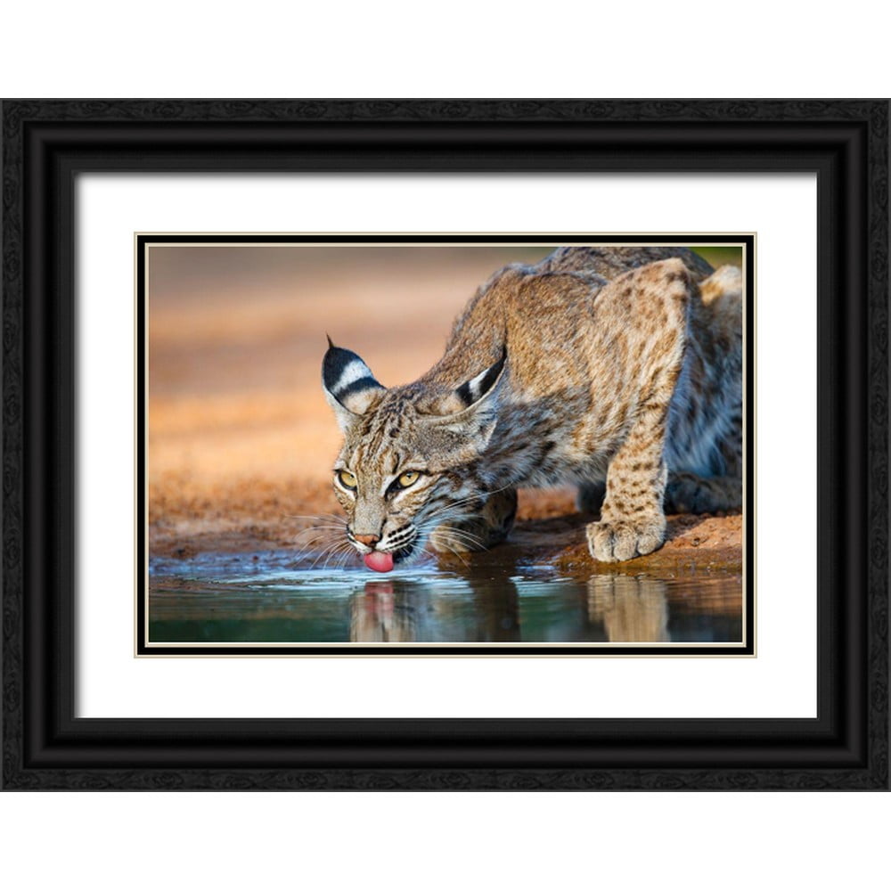 Ditto, Larry 14x11 Black Ornate Wood Framed with Double Matting Museum ...