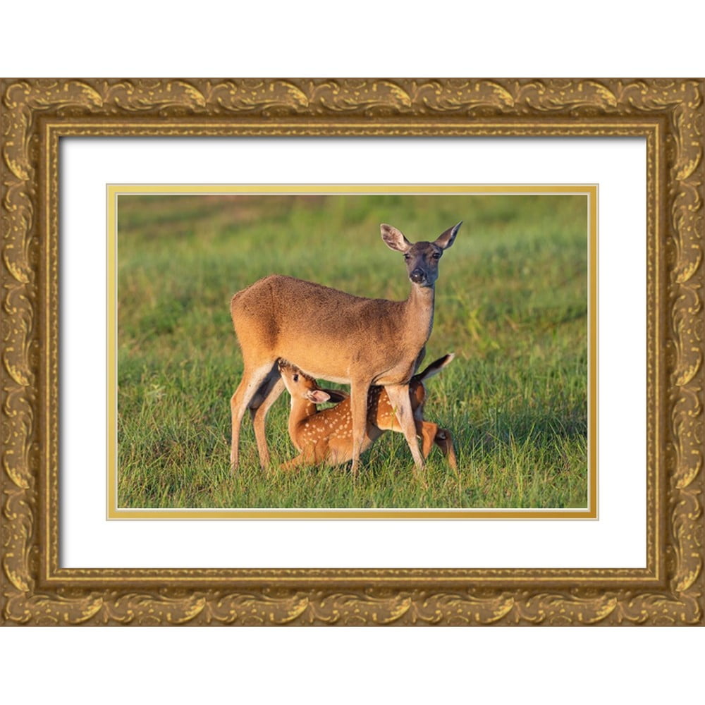Ditto, Larry 14x11 Gold Ornate Wood Framed with Double Matting Museum ...