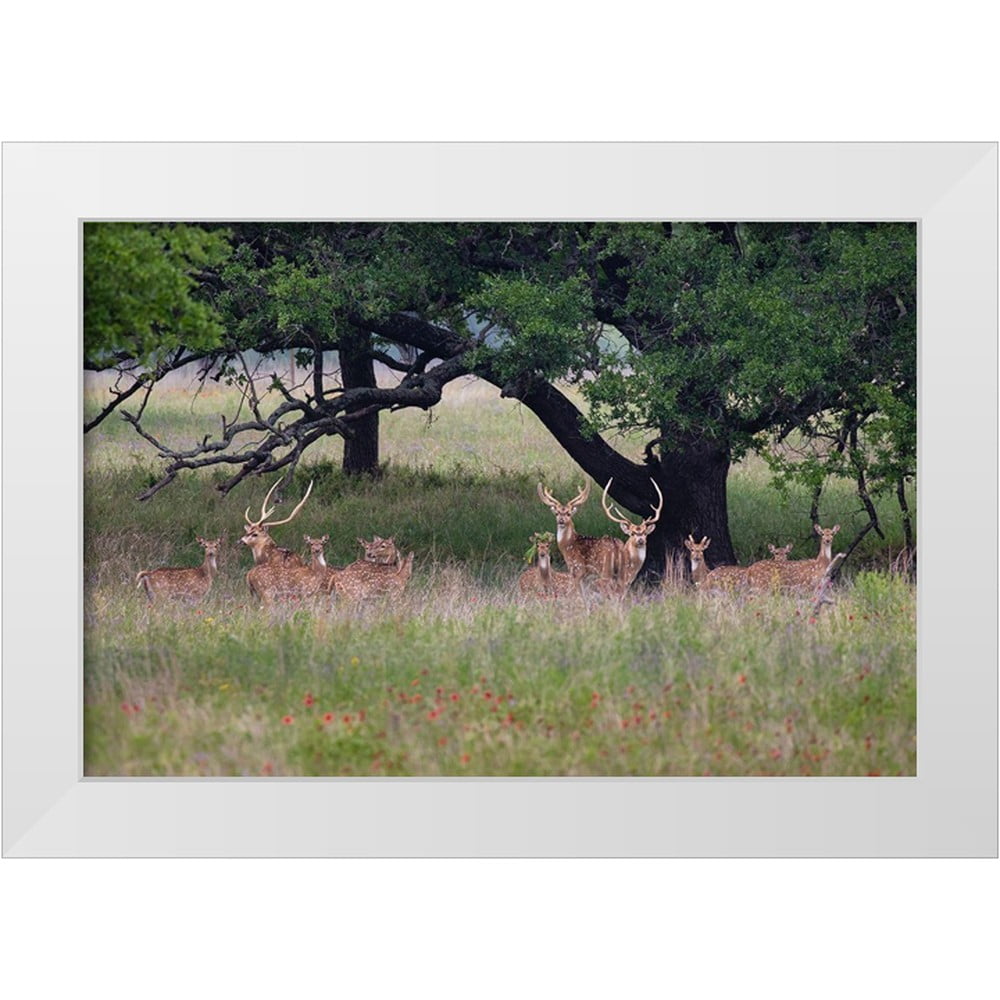 Ditto, Larry 18x13 White Modern Wood Framed Museum Art Print Titled ...