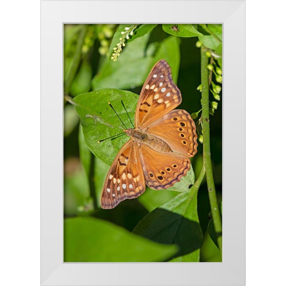 Ditto, Larry 23x32 White Modern Wood Framed Museum Art Print Titled ...