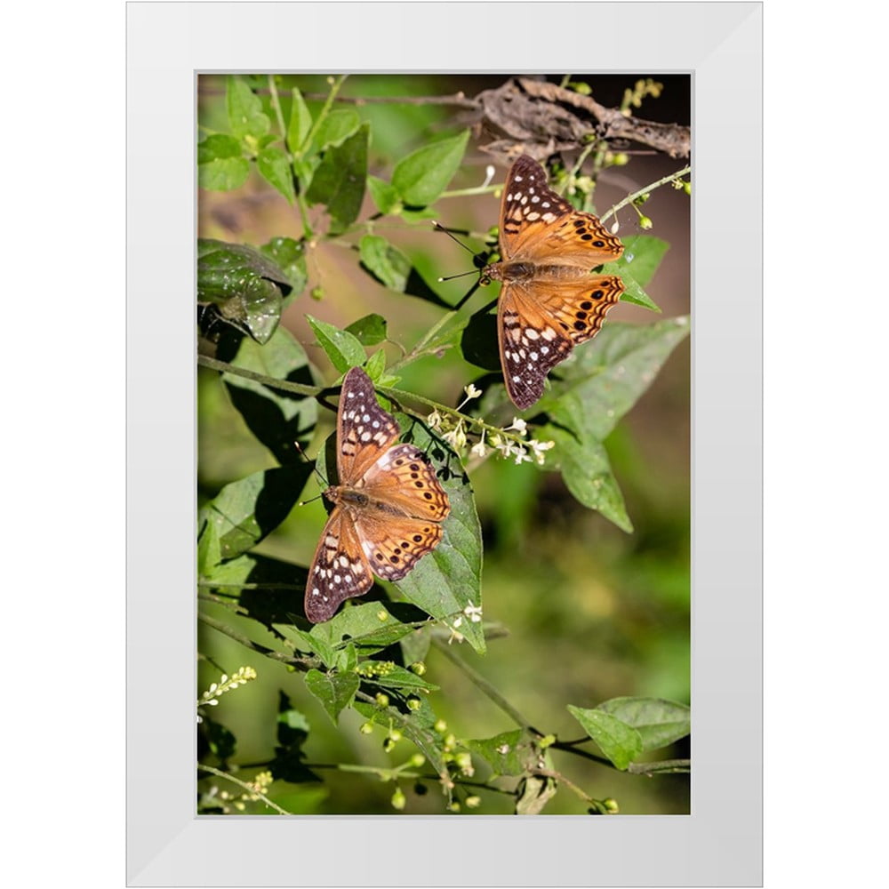 Ditto, Larry 23x32 White Modern Wood Framed Museum Art Print Titled ...