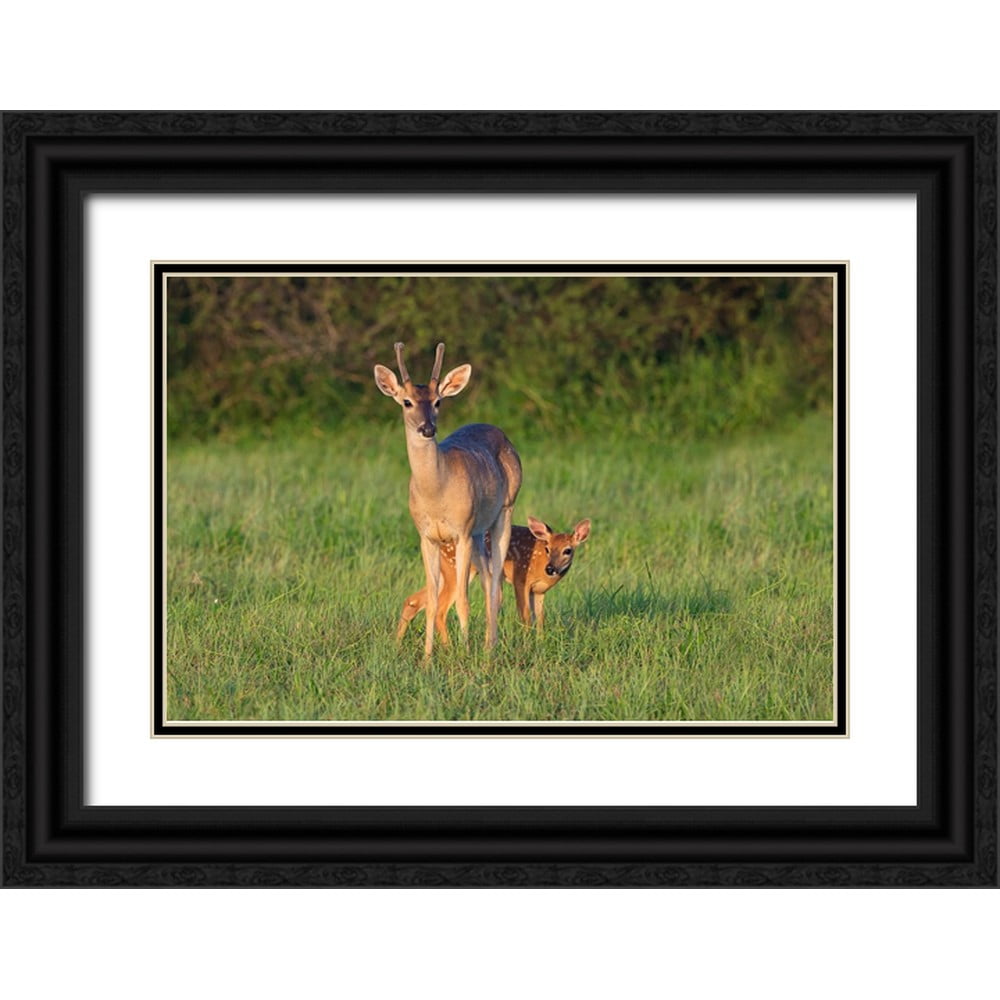 Ditto, Larry 24x17 Black Ornate Wood Framed with Double Matting Museum ...