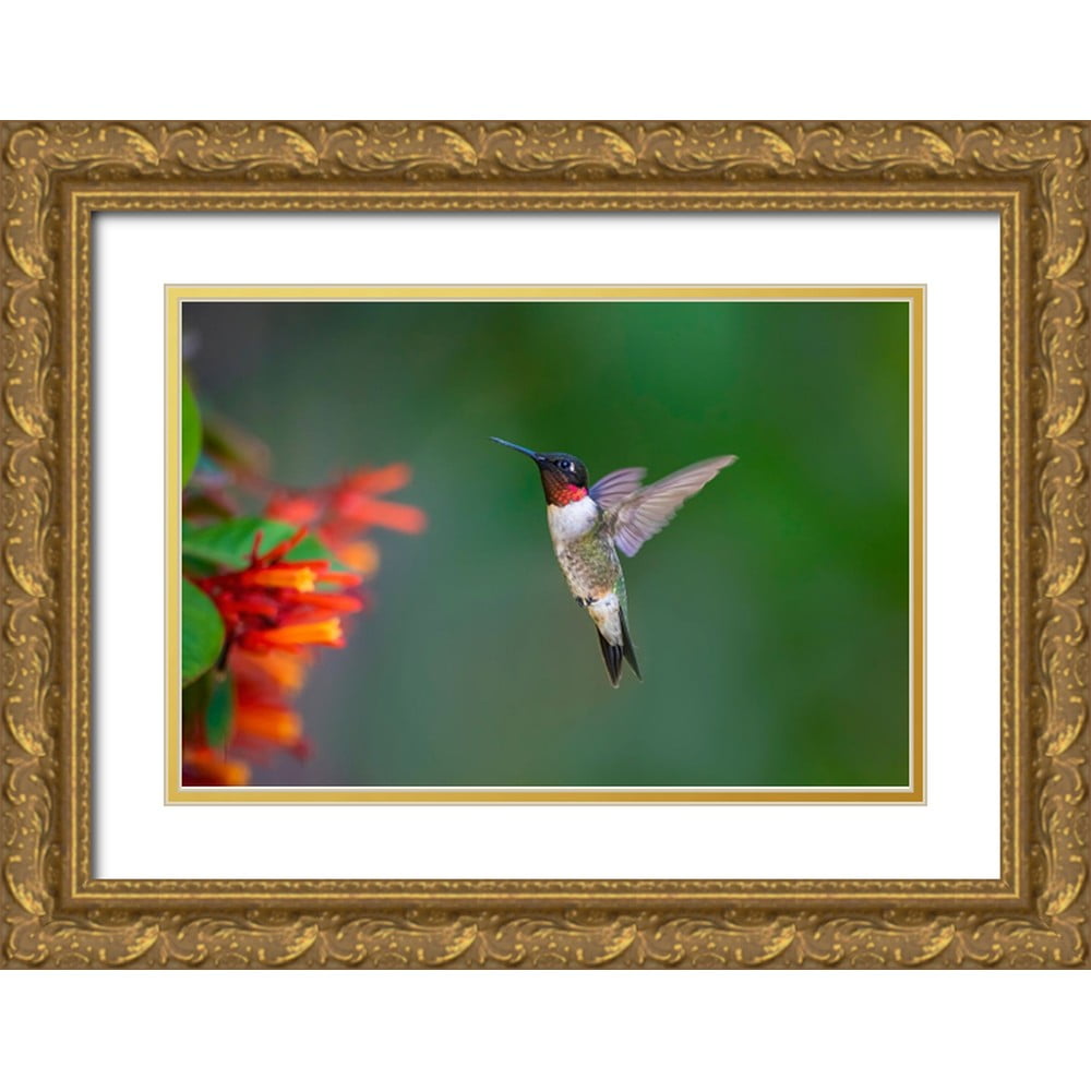 Ditto, Larry 24x17 Gold Ornate Wood Framed with Double Matting Museum ...