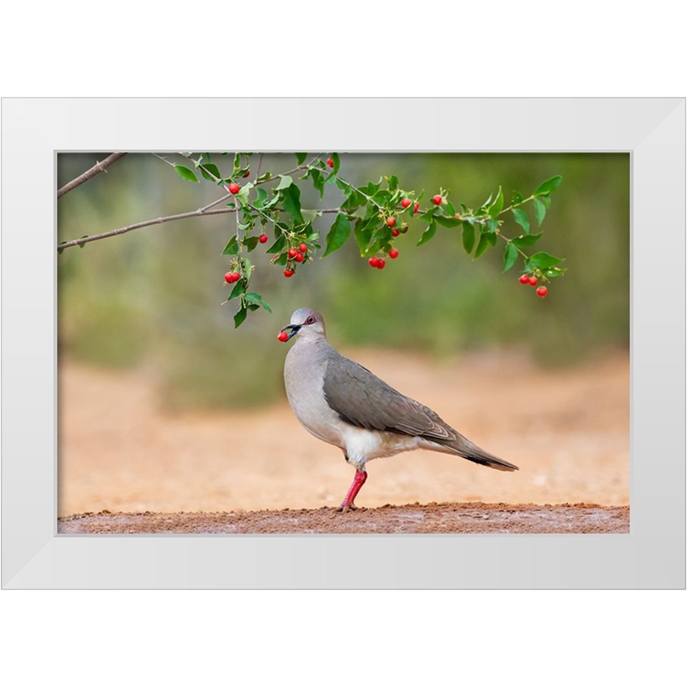 Ditto, Larry 24x17 White Modern Wood Framed Museum Art Print Titled ...