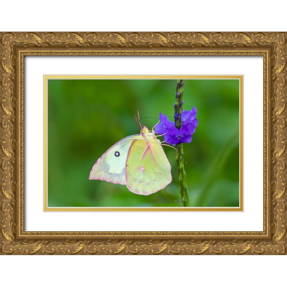 Ditto, Larry 32x23 Gold Ornate Wood Framed with Double Matting Museum ...