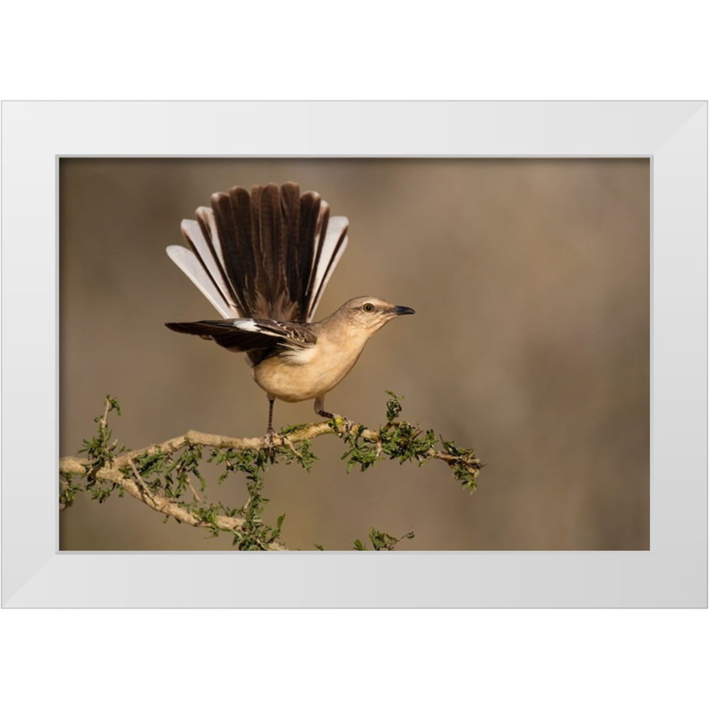 Ditto, Larry 32x23 White Modern Wood Framed Museum Art Print Titled ...