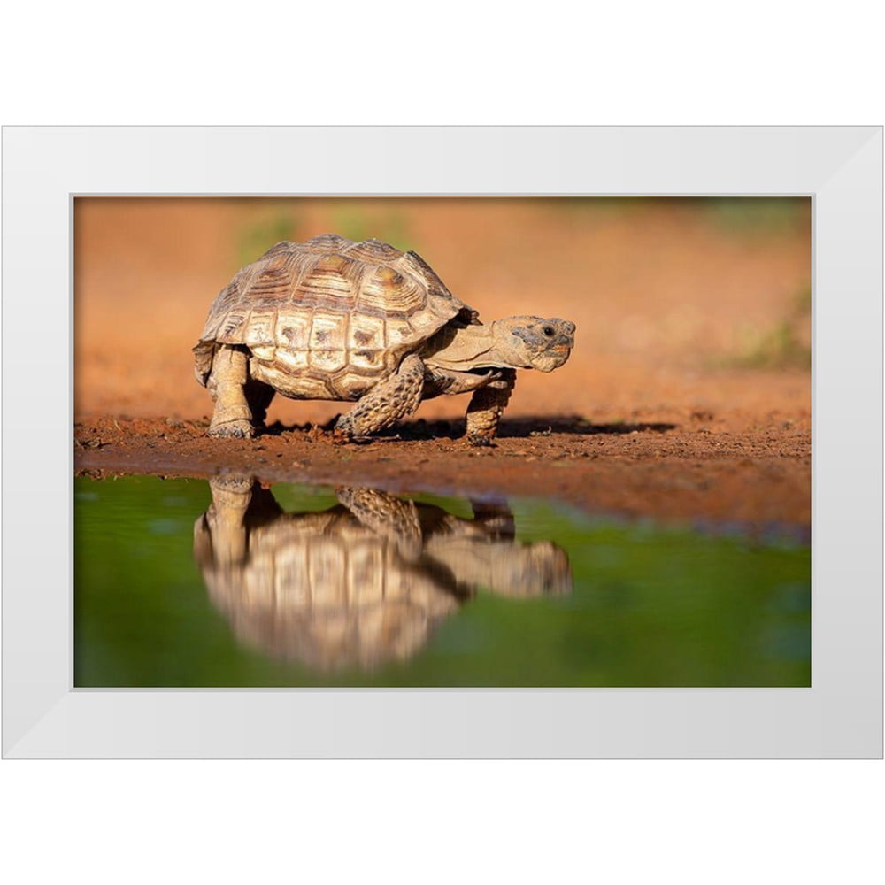 Ditto, Larry 32x23 White Modern Wood Framed Museum Art Print Titled ...